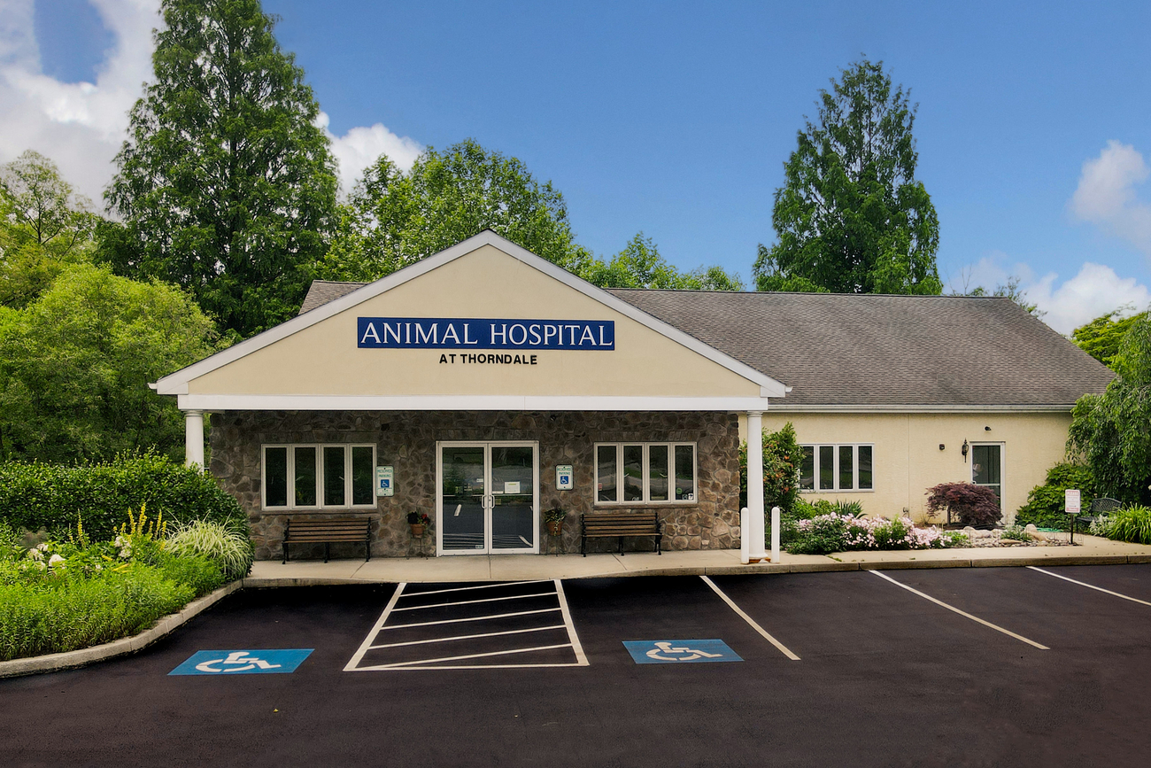 Pet Parents in Downingtown, PA - Animal Hospital at Thorndale