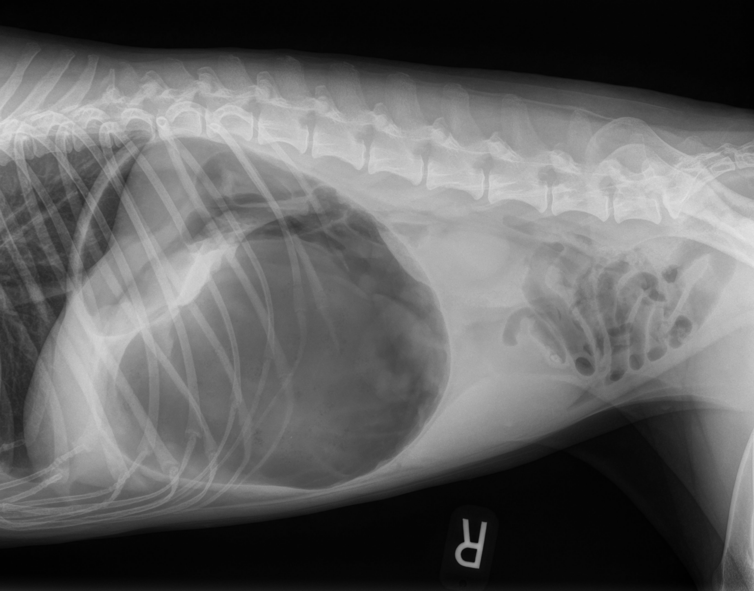 Prophylactic Gastropexy in Dogs: A Preventative Surgery That Can Save ...